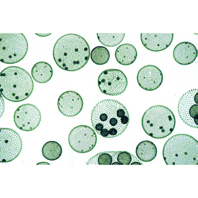 Unicellular Algae Microscope